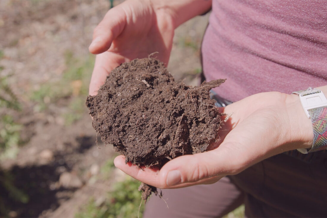 Three Sisters Native American Gardening – Mother Earth News